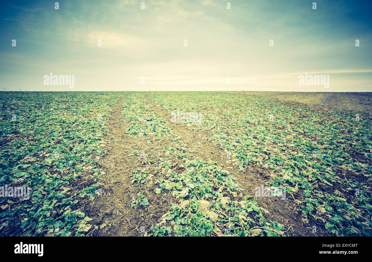 Vintage photo of dry grass field. Photo with old colors mood.Cultivated ...