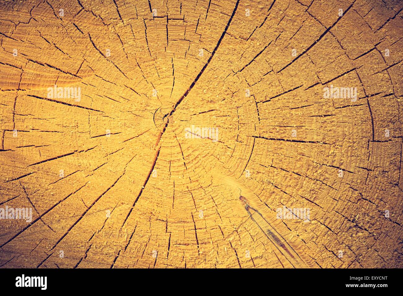 Vintage photo of background of sliced tree trunk. Close up of tree ...