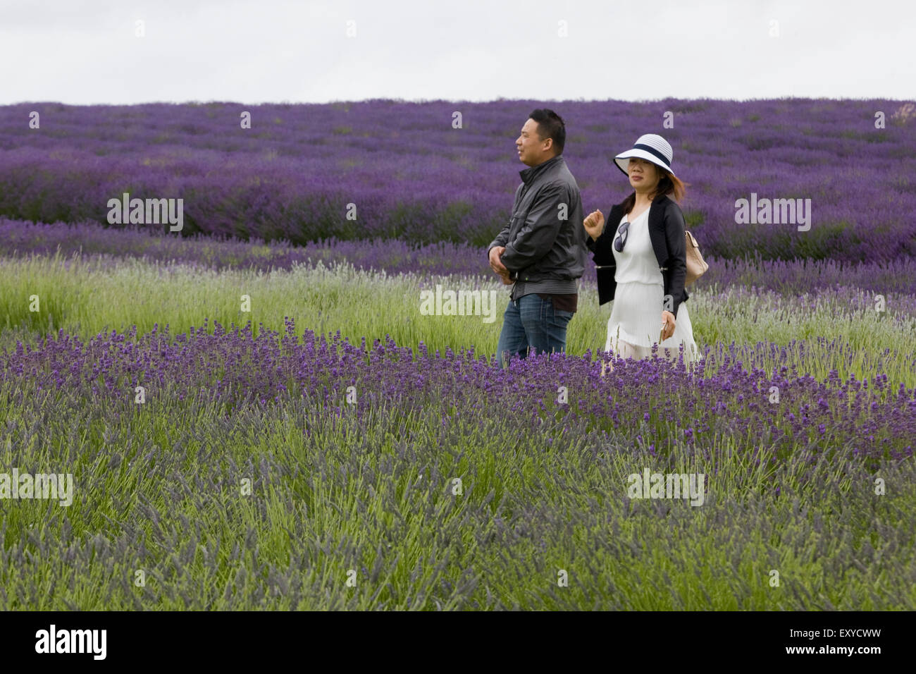 Asian tourists walking through the Rows of lavender at Snowshill farm ...