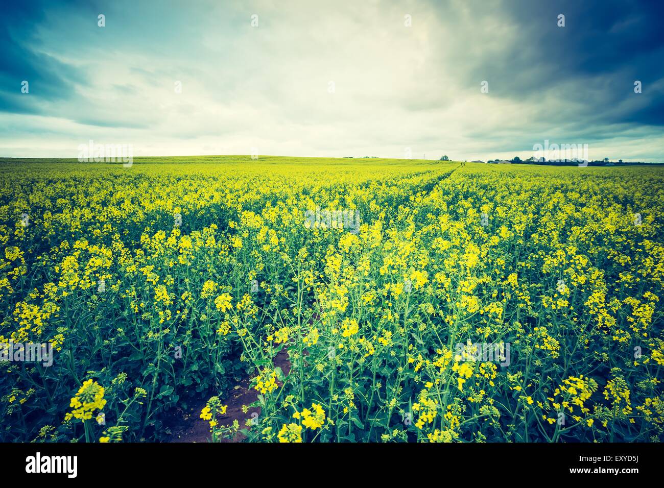 Vintage photo of blooming rapeseed field at sunrise. Beautiful ...