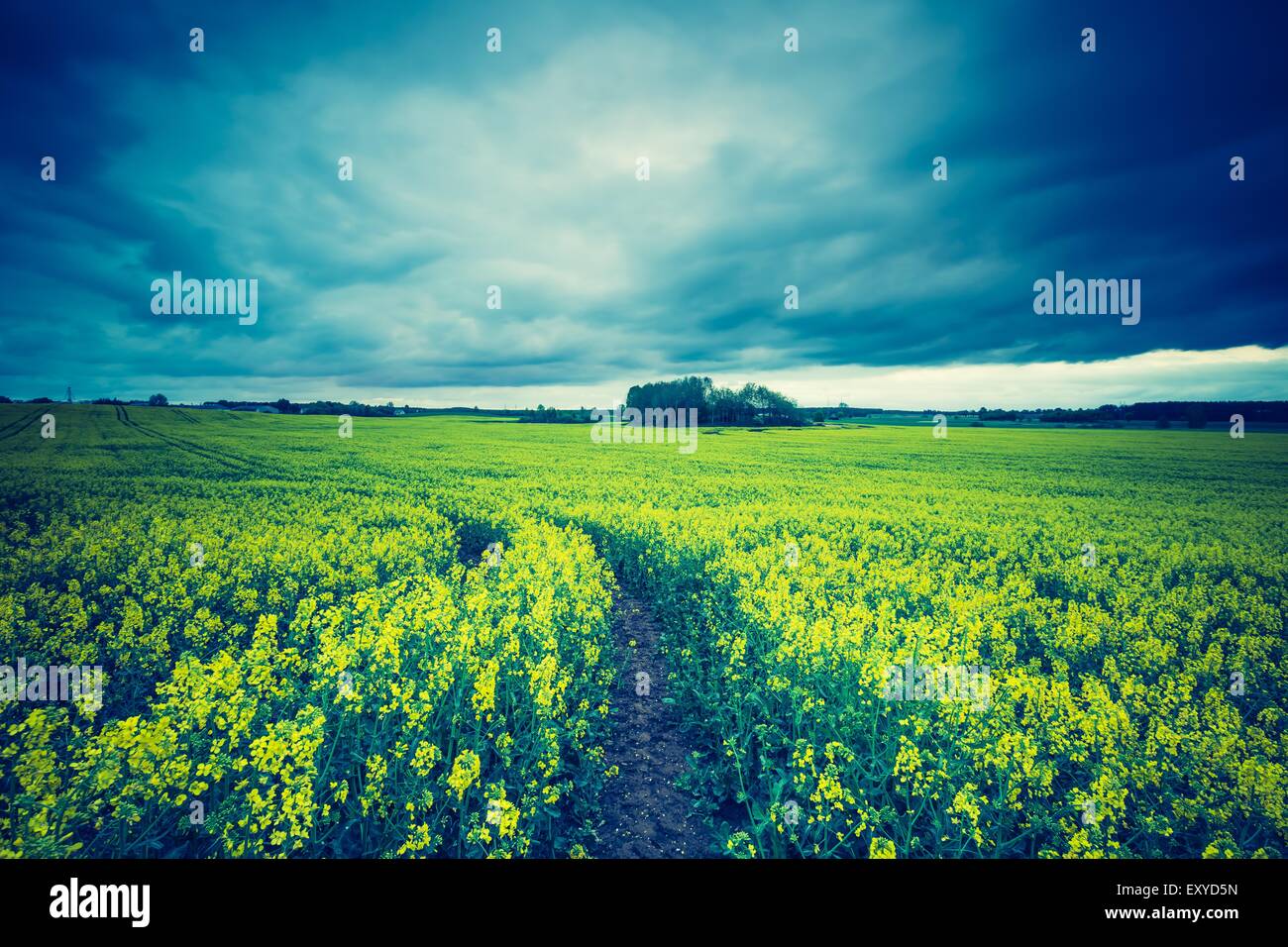 Vintage photo of blooming rapeseed field at sunrise. Beautiful ...