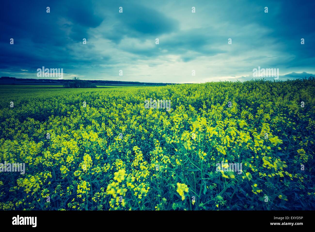 Vintage photo of blooming rapeseed field at sunrise. Beautiful agricultural landscape of calm ...