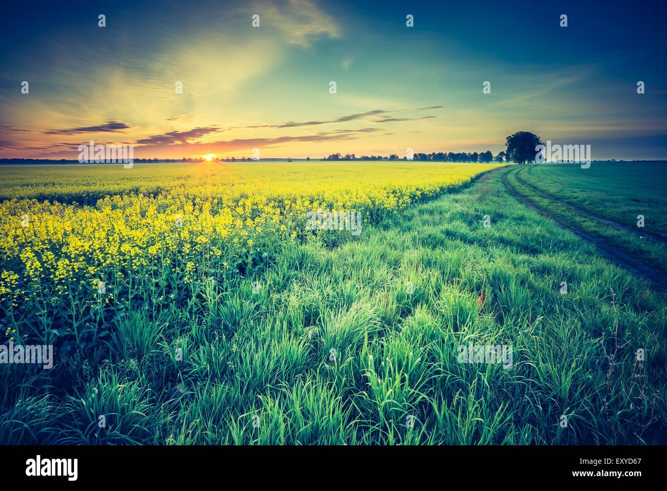 Vintage photo of blooming rapeseed field at sunrise. Beautiful ...