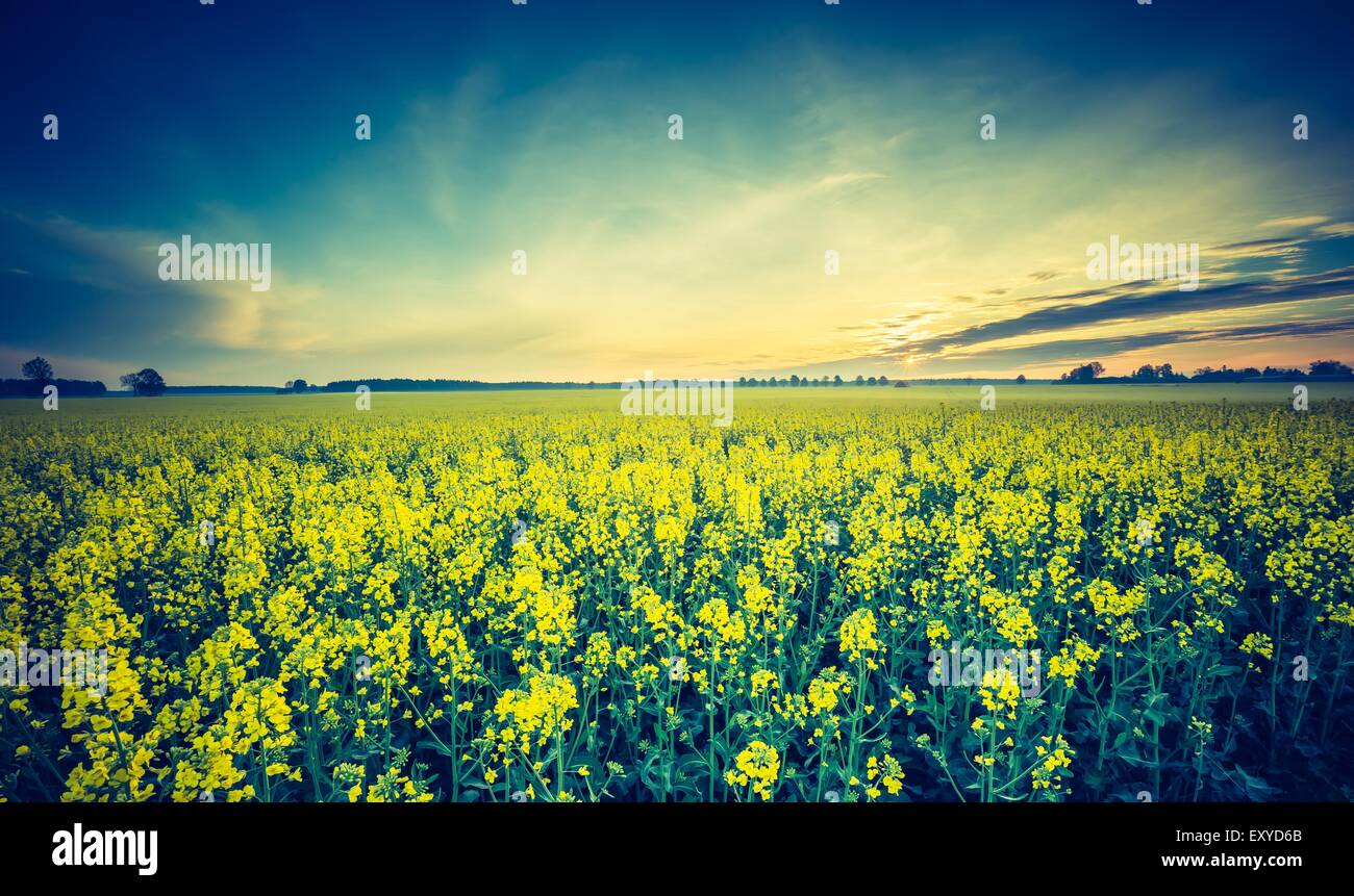 Vintage photo of blooming rapeseed field at sunrise. Beautiful ...