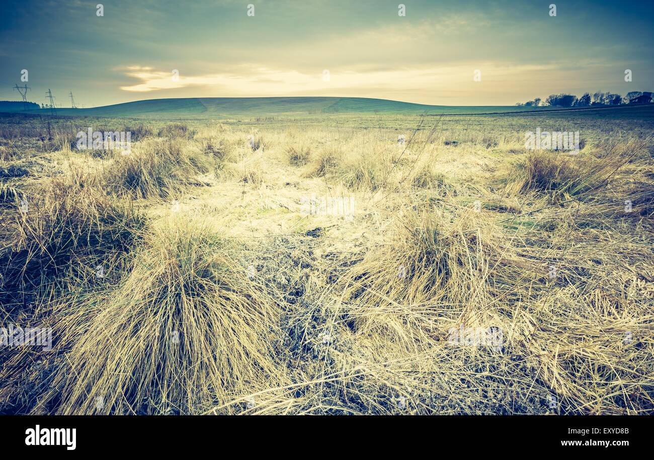 Vintage photo of dry grass field. Photo with old colors mood.Cultivated ...