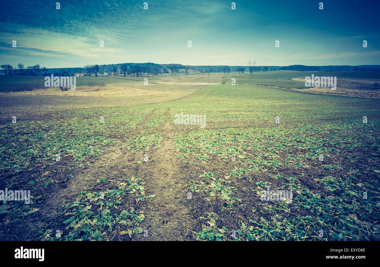 Vintage photo of dry grass field. Photo with old colors mood.Cultivated ...