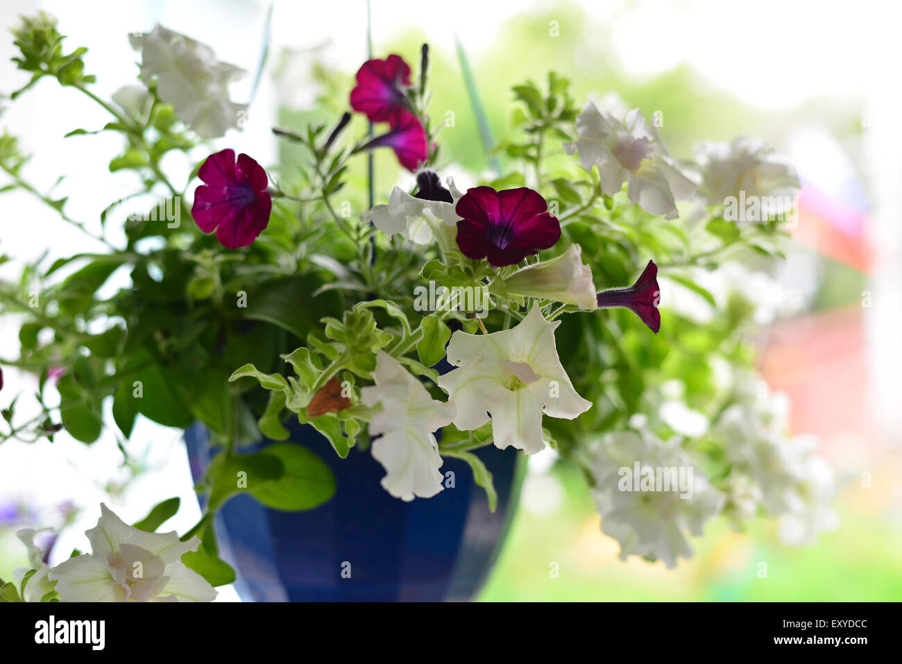 Summer petunia flowers hi-res stock photography and images - Alamy