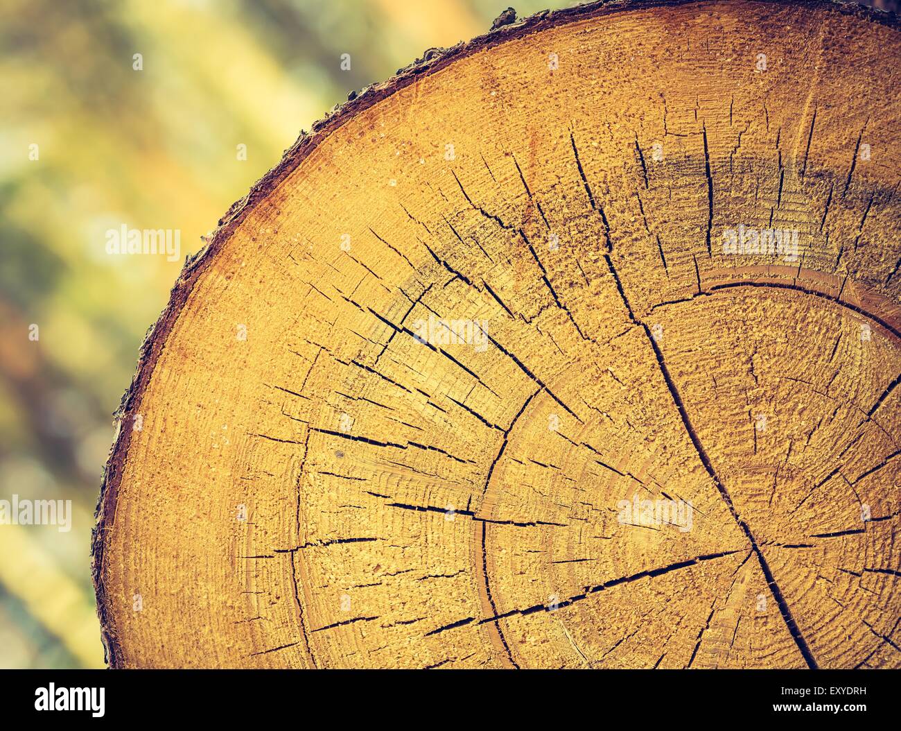 Vintage photo of background of sliced tree trunk. Close up of tree ...