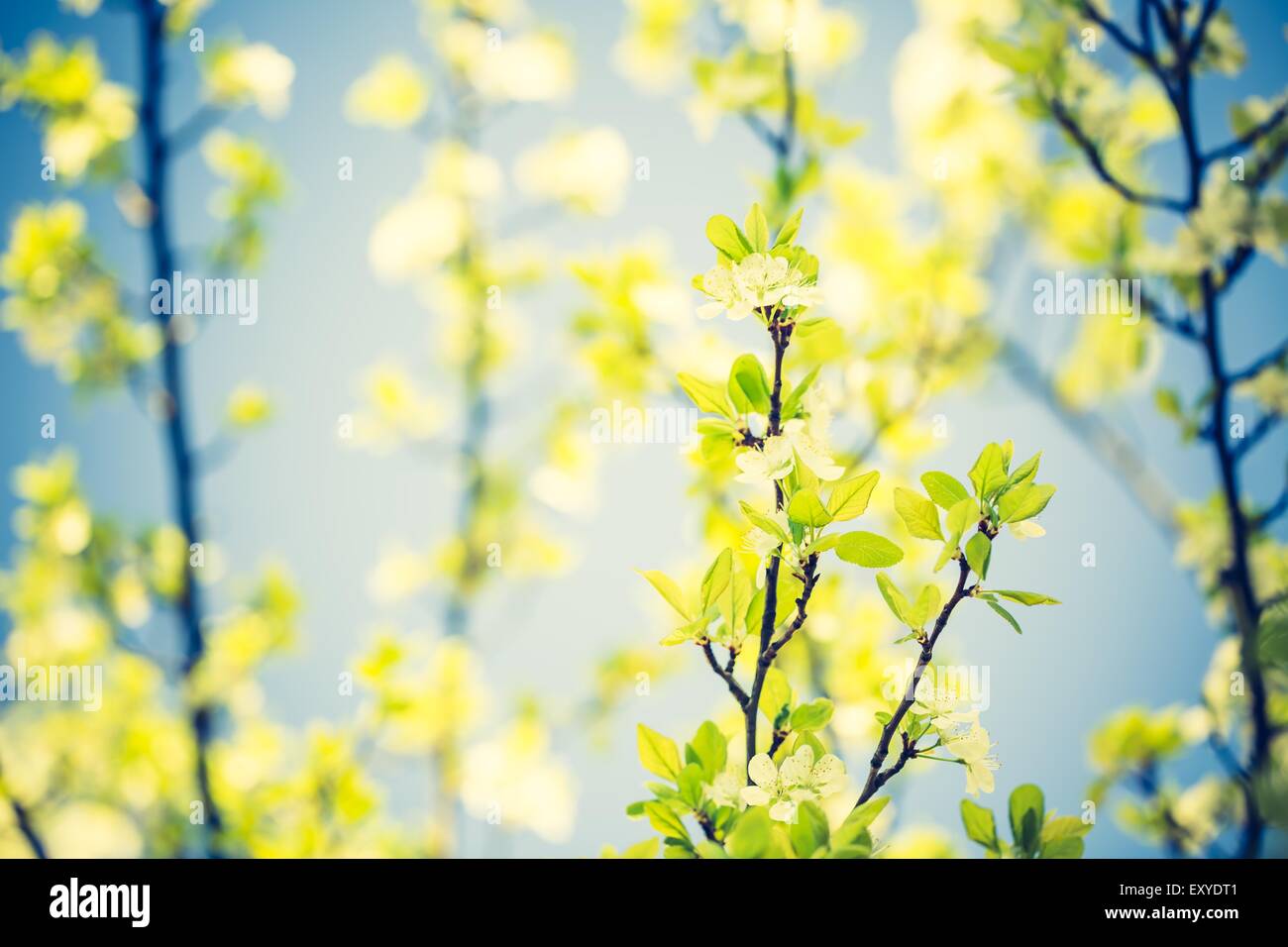 Vintage photo of apple tree blooming in springtime. Tree branch against ...