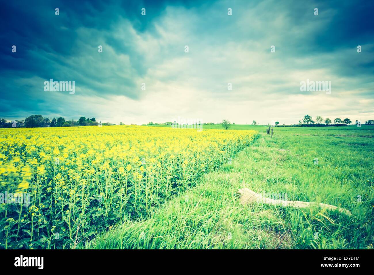 Vintage photo of blooming rapeseed field at sunrise. Beautiful ...