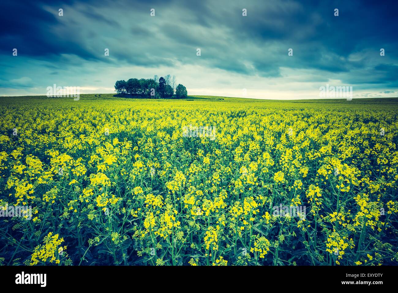 Vintage photo of blooming rapeseed field at sunrise. Beautiful ...