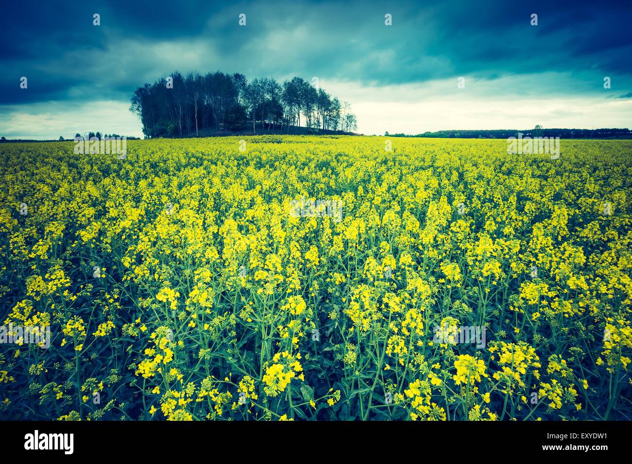 Vintage photo of blooming rapeseed field at sunrise. Beautiful ...