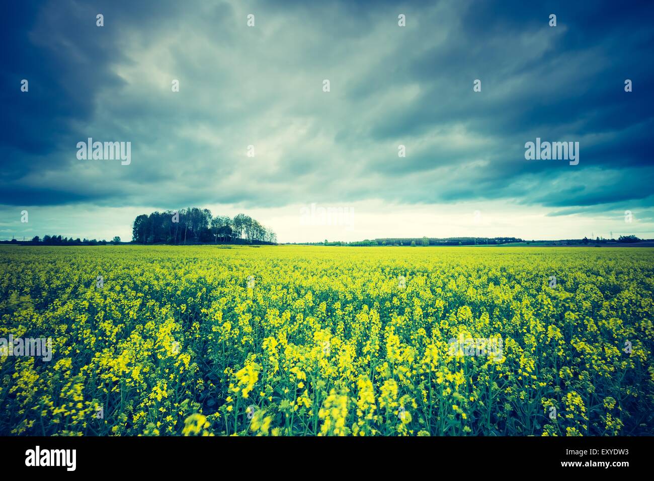 Vintage photo of blooming rapeseed field at sunrise. Beautiful ...