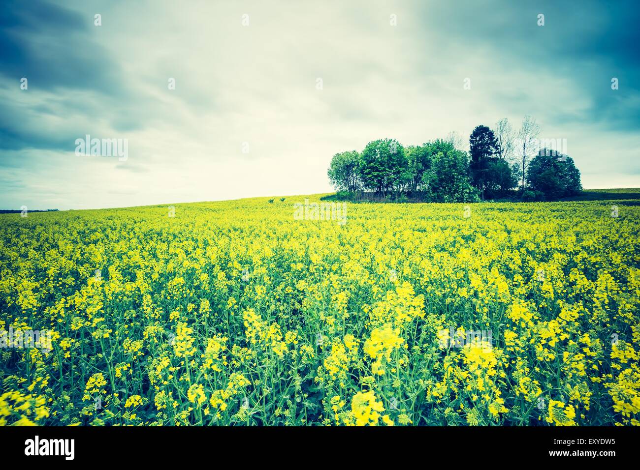 Vintage photo of blooming rapeseed field at sunrise. Beautiful ...