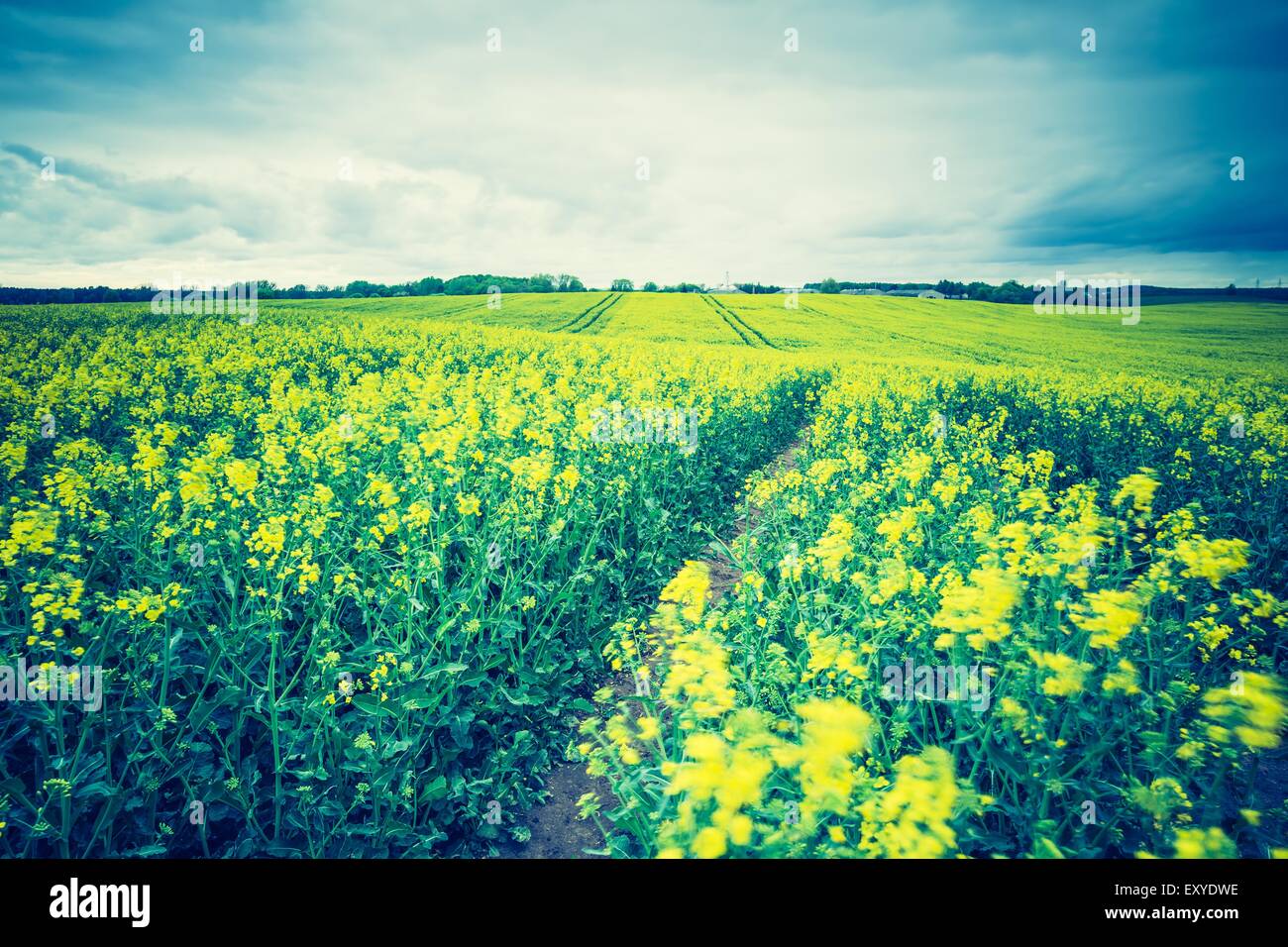 Vintage photo of blooming rapeseed field at sunrise. Beautiful ...