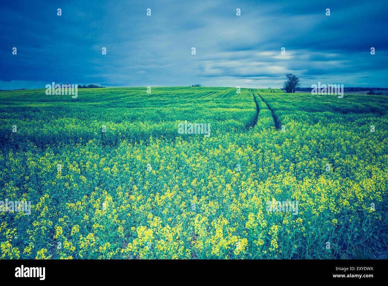 Vintage photo of blooming rapeseed field at sunrise. Beautiful ...
