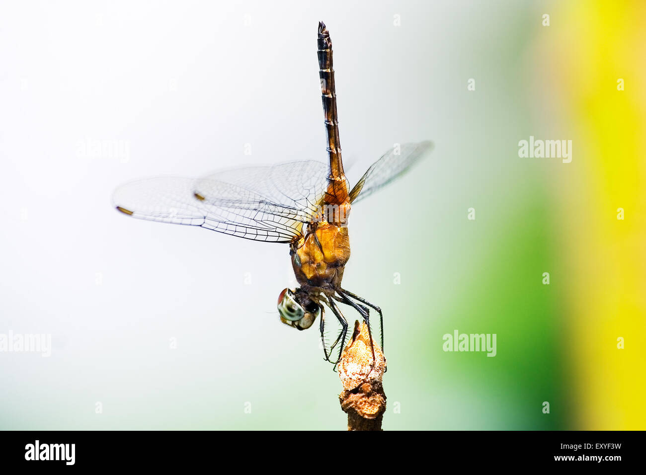 Insects of kerala hi-res stock photography and images - Alamy