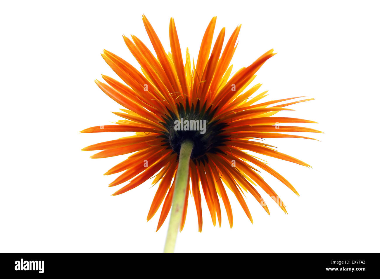 Simple yellow flower Cut Out Stock Images & Pictures - Alamy