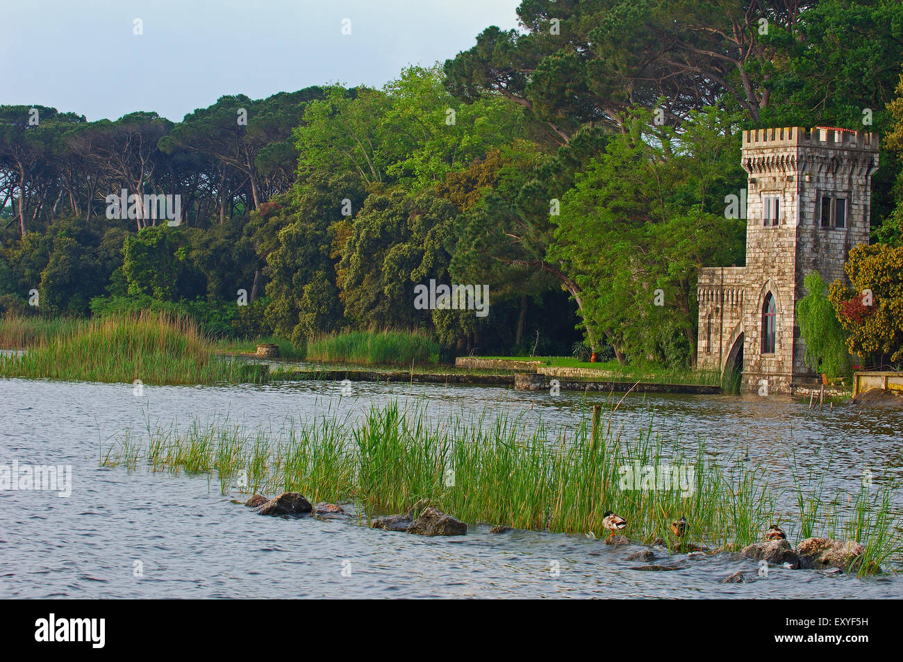 Massaciuccoli Lake, Torre del Lago Puccini, Viareggio, Lucca Province ...