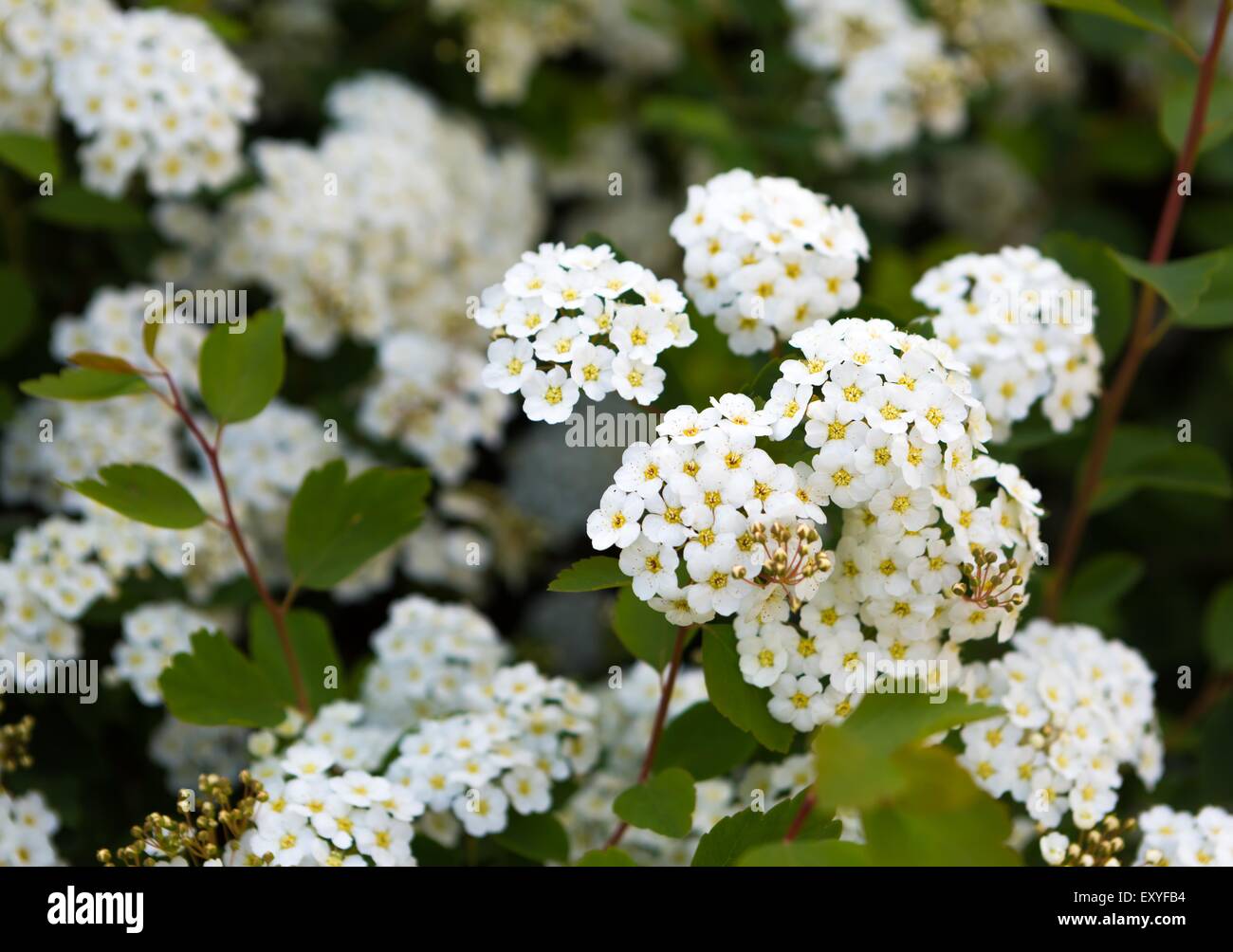 Beautiful blooming white flowers of spirea. White springtime flowers ...