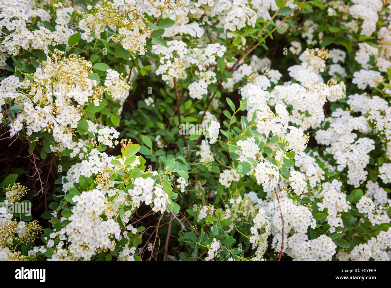 Beautiful blooming white flowers of spirea. White springtime flowers ...