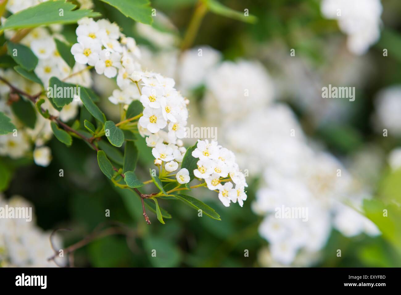 Beautiful blooming white flowers of spirea. White springtime flowers ...