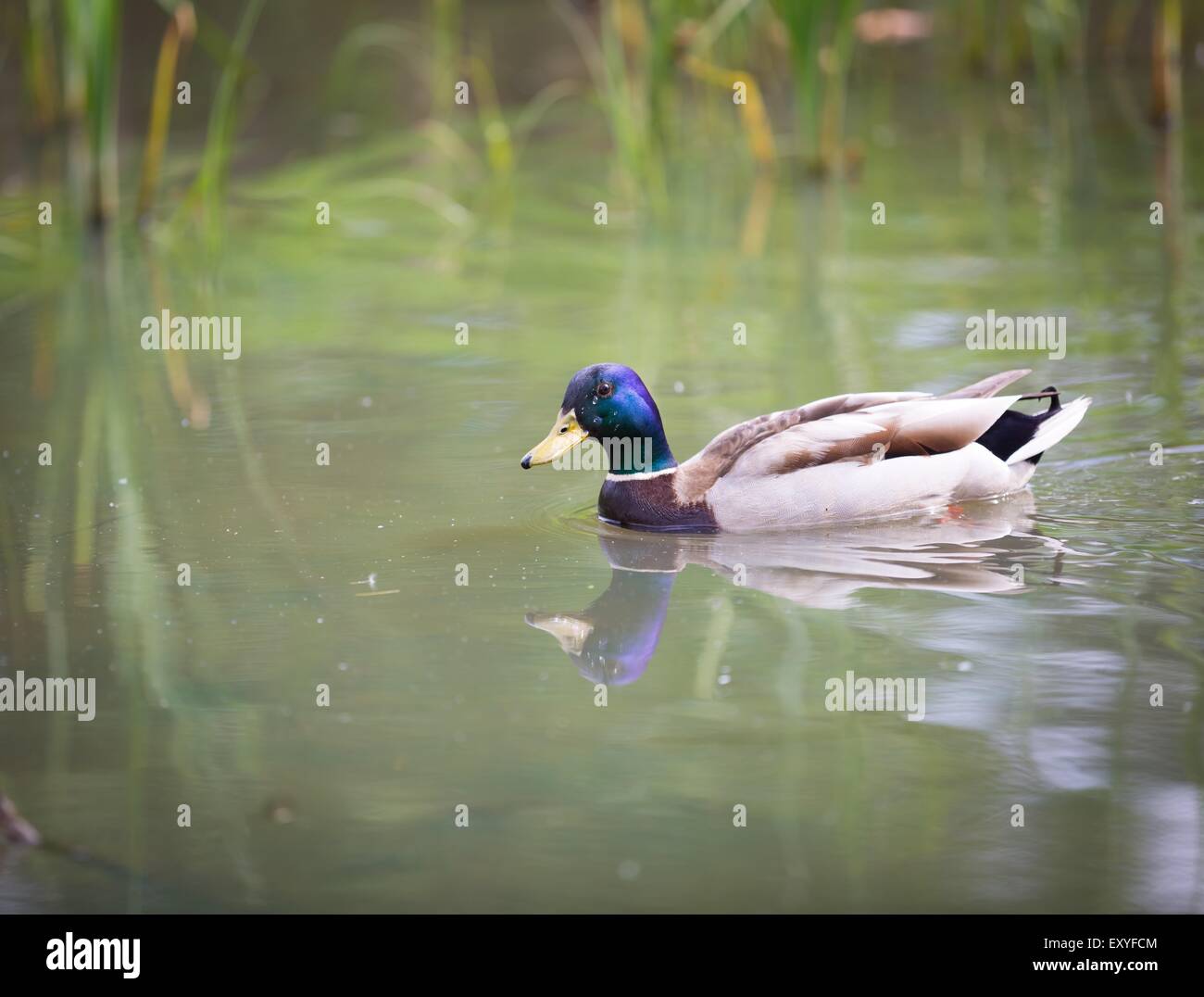 Mallard ducks swimming on lake. Nature photo of birds Stock Photo - Alamy