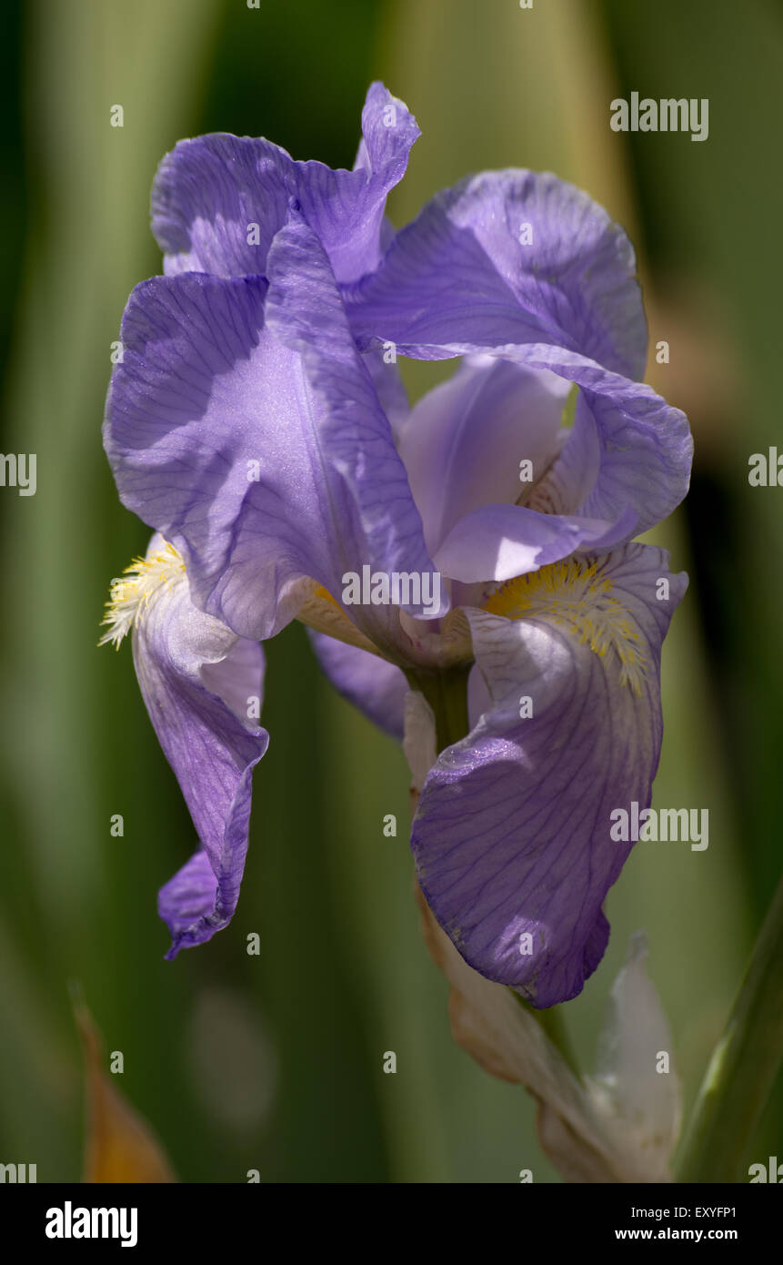 Tall bearded garden irises hi-res stock photography and images - Alamy