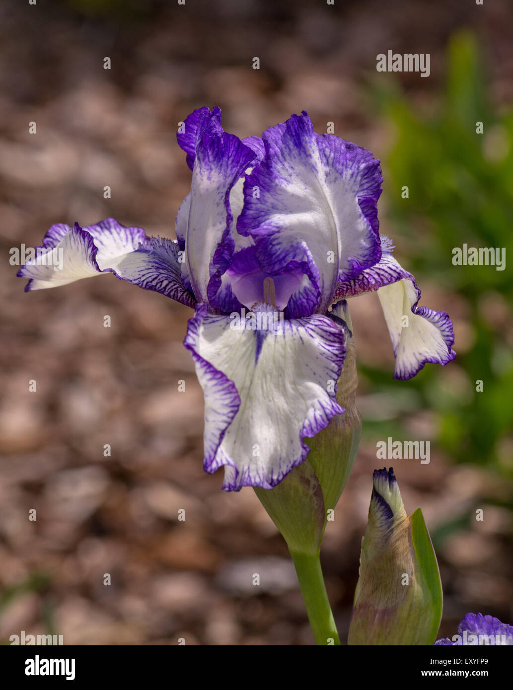 Iris Bold Print Stock Photo - Alamy
