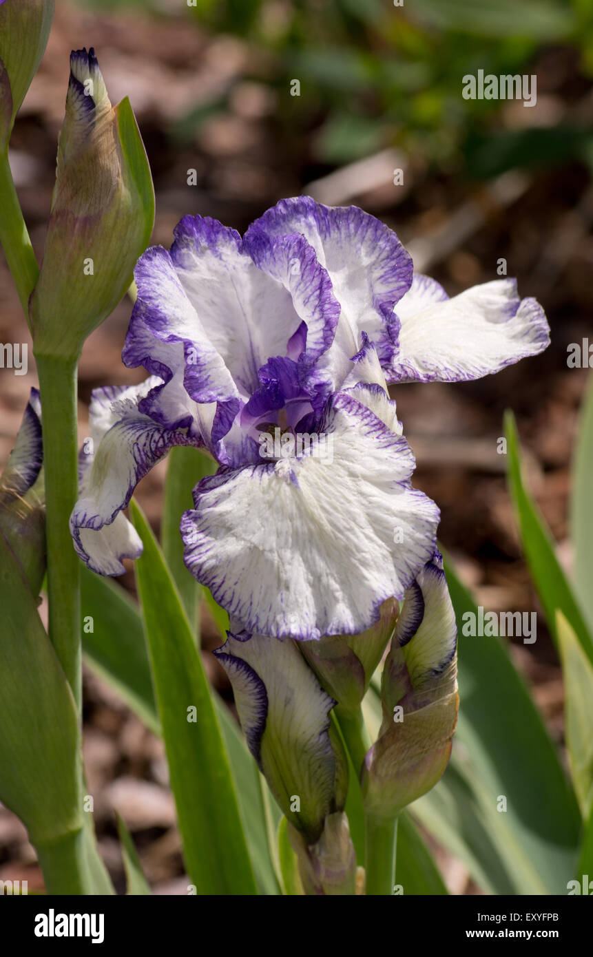 Iris Bold Print Stock Photo - Alamy