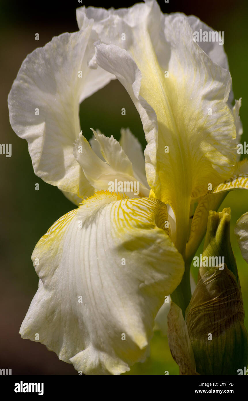 White bearded irises hi-res stock photography and images - Alamy