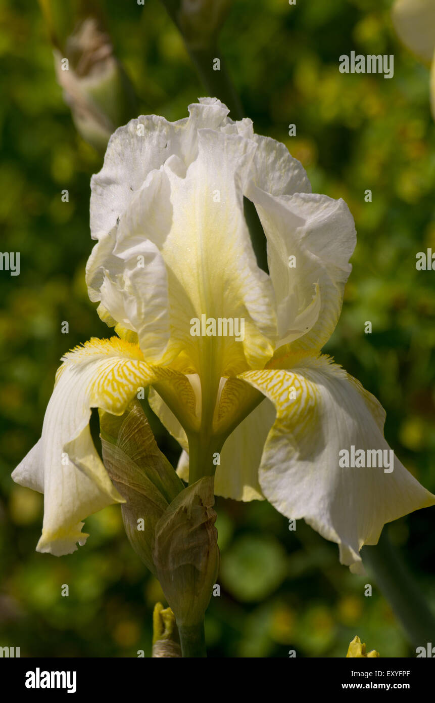 White bearded irises hi-res stock photography and images - Alamy