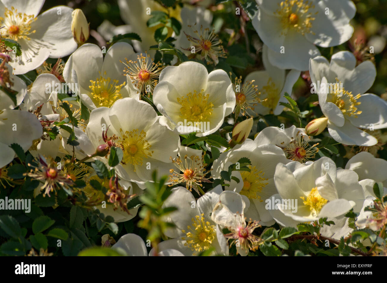 Scottish Rose High Resolution Stock Photography and Images - Alamy