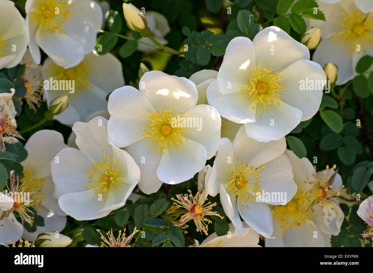 White scottish rose hi-res stock photography and images - Alamy