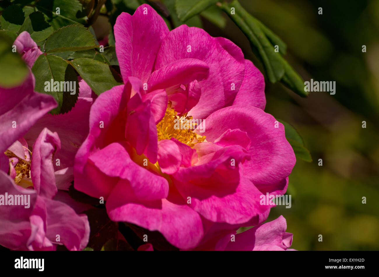 Marguerite hilling rose hi-res stock photography and images - Alamy