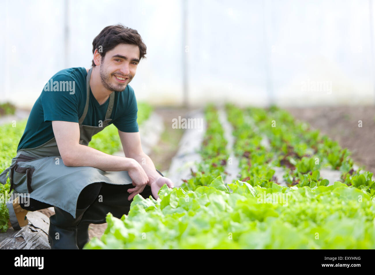 View of a Young attractive farmer verify progress of culture Stock ...