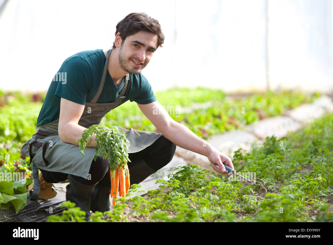 View of a Young attractive farmer harvesting carrots Stock Photo - Alamy