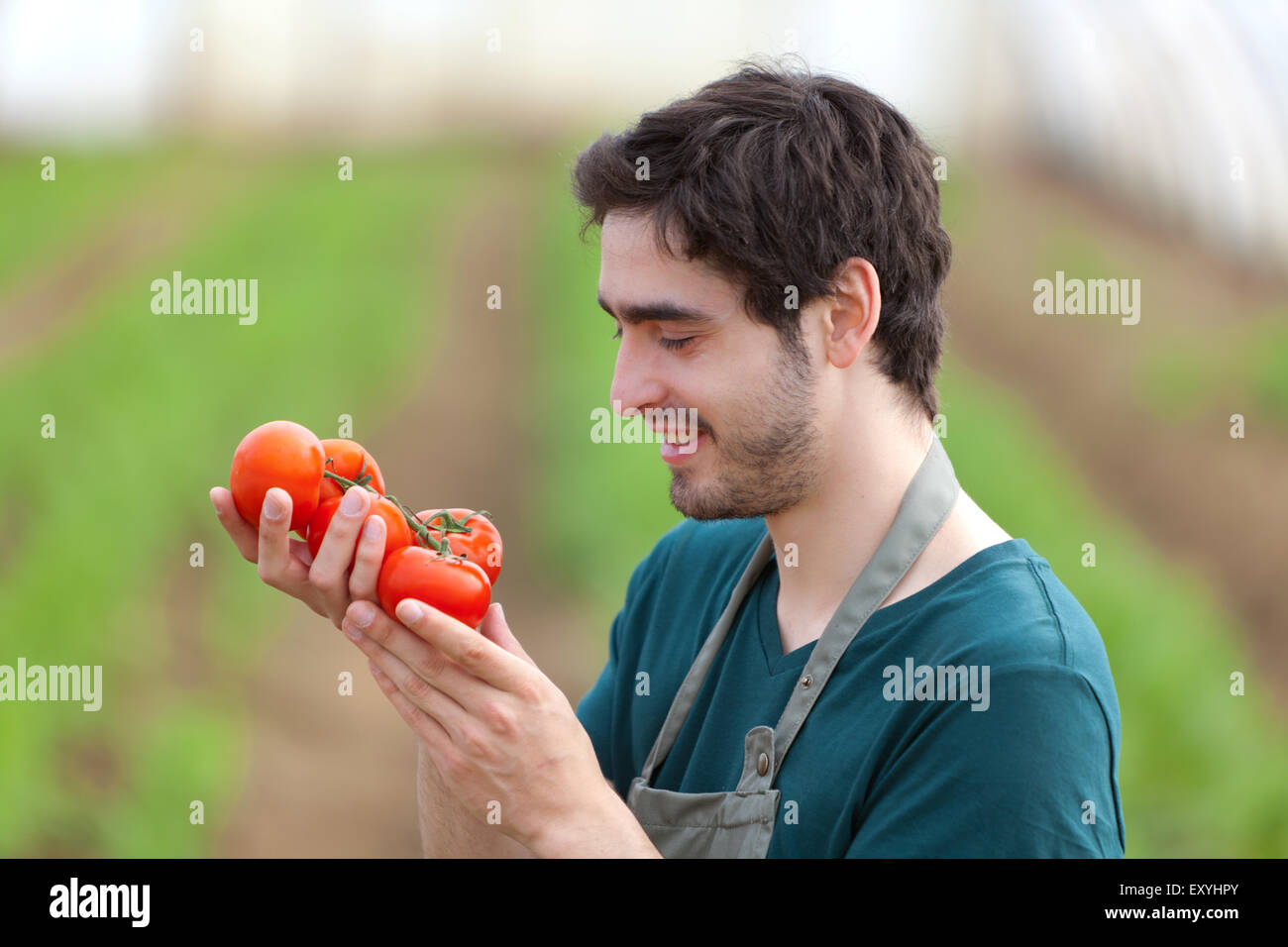 Farmer with tomatoes hi-res stock photography and images - Alamy