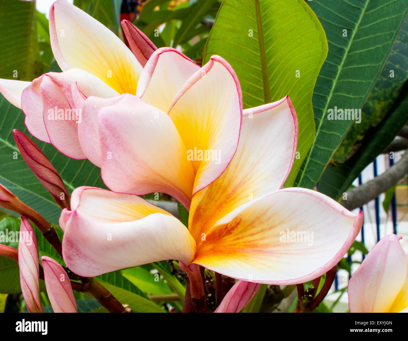 Beautiful blur background hi-res stock photography and images - Alamy