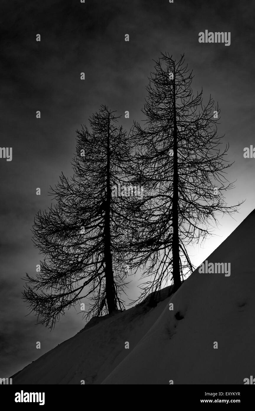 Two empty trees on the hill Stock Photo - Alamy