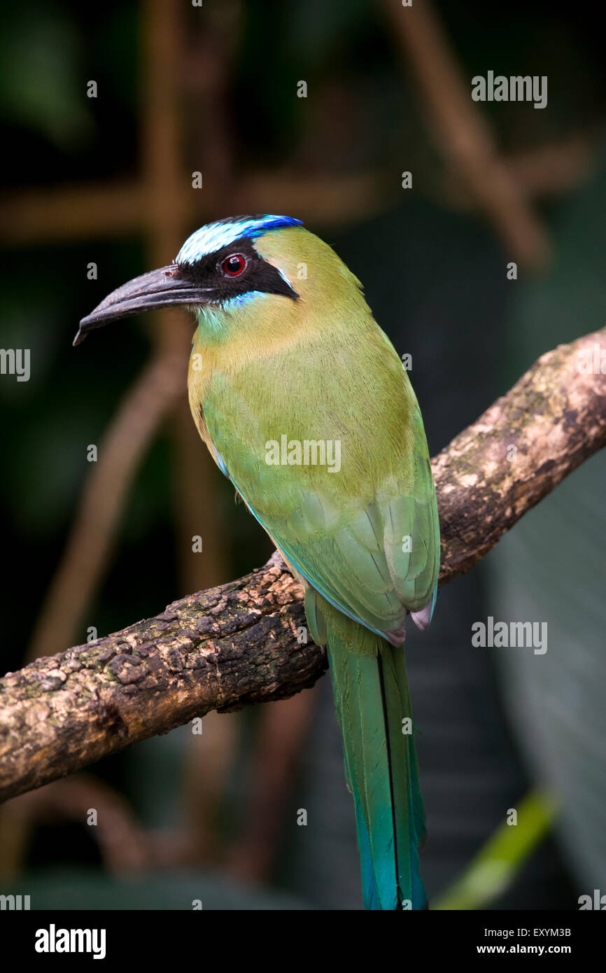 Momotus momota hi-res stock photography and images - Alamy