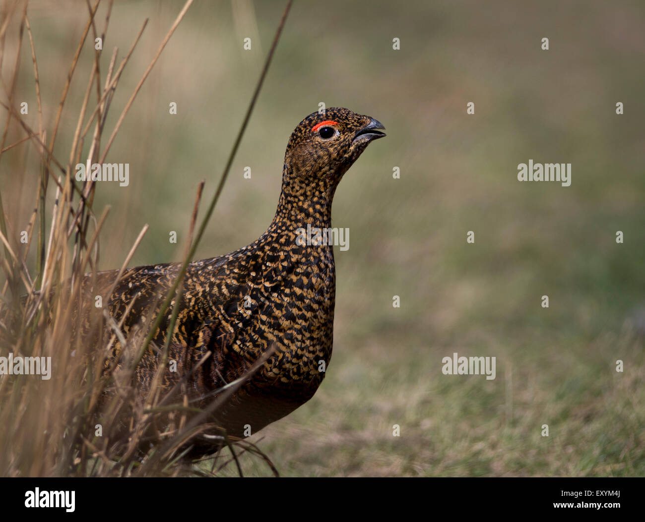 Female red grouse (lagopus lagopus scotica), United Kingdom Stock Photo ...