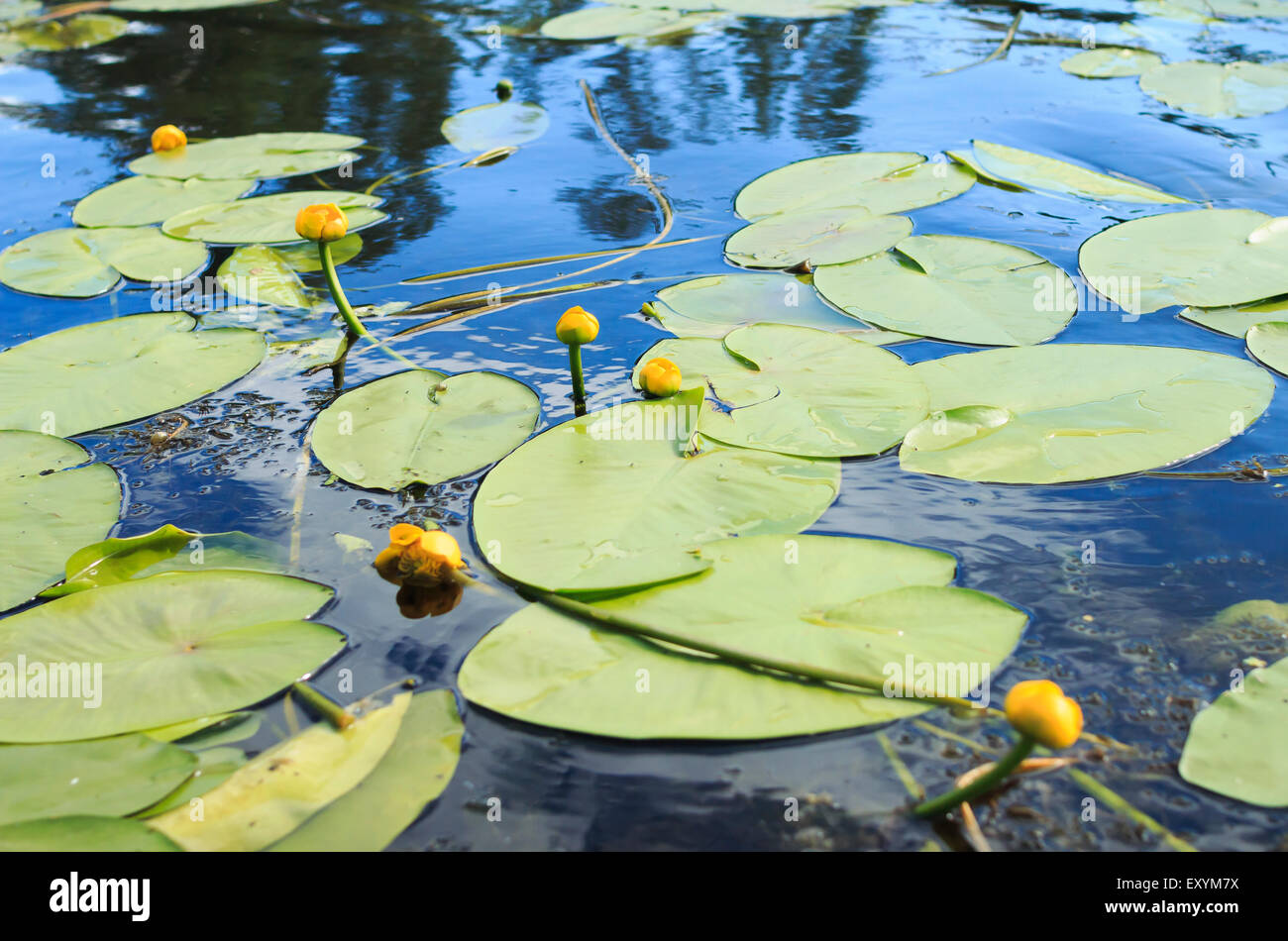 Yellow pond lilies hi-res stock photography and images - Alamy
