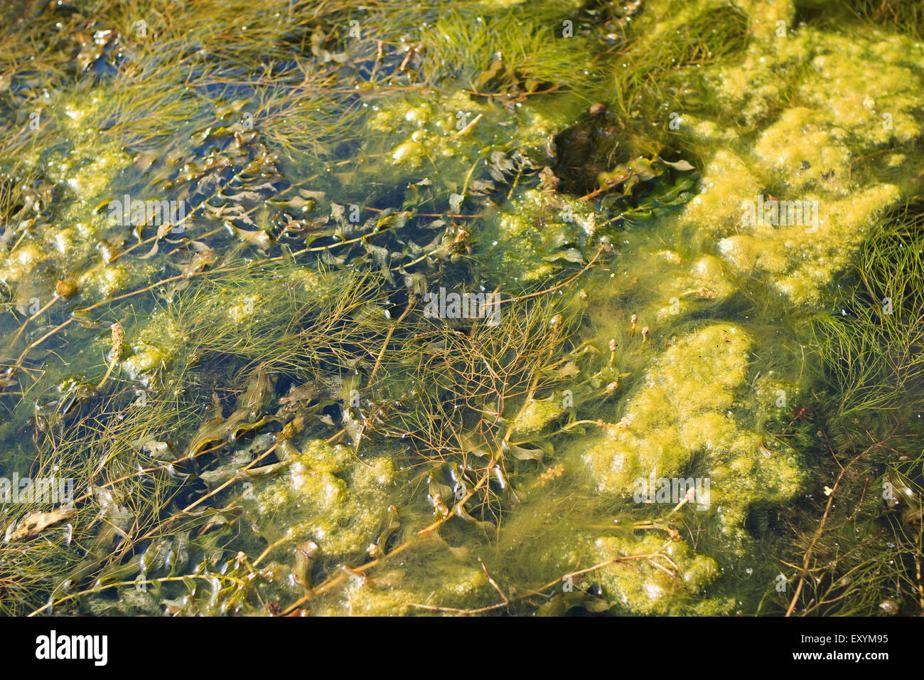 river algae, close-up Stock Photo - Alamy