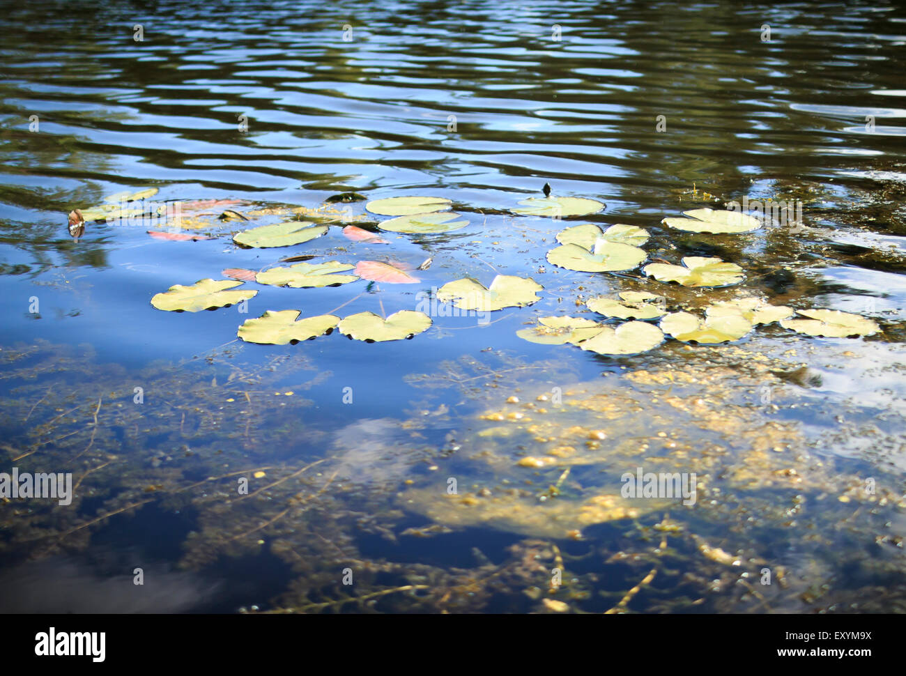 Algae leaves hi-res stock photography and images - Alamy