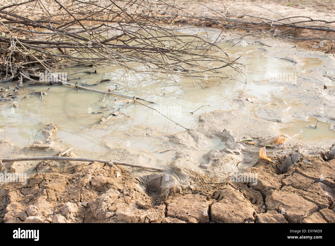 cracked land and fishes are living in insufficient water Stock Photo ...