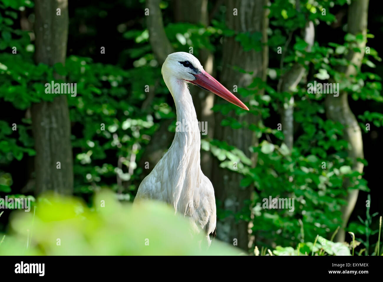 Stork closeup hi-res stock photography and images - Alamy