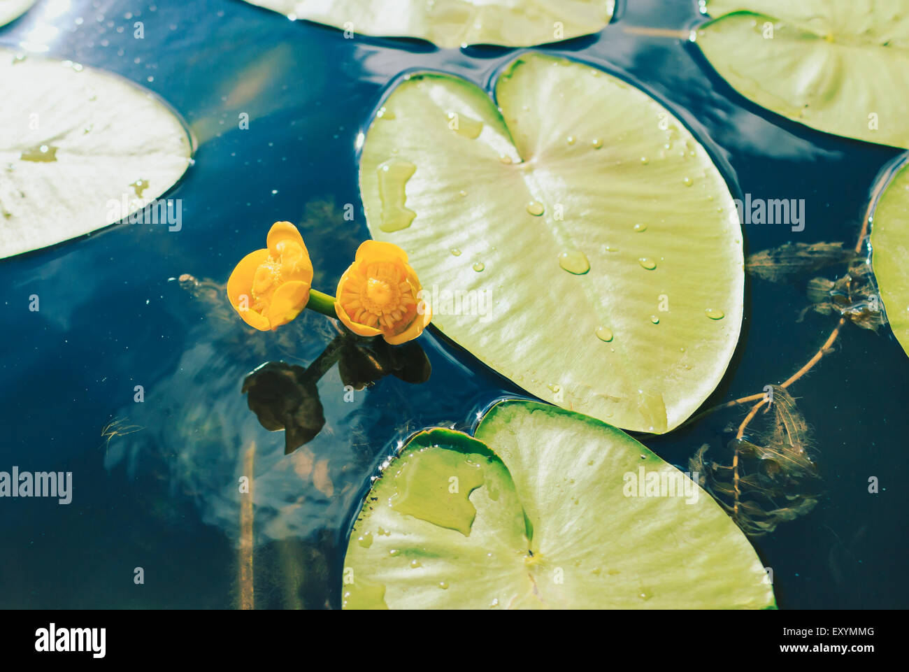 Two flowers together hi-res stock photography and images - Alamy