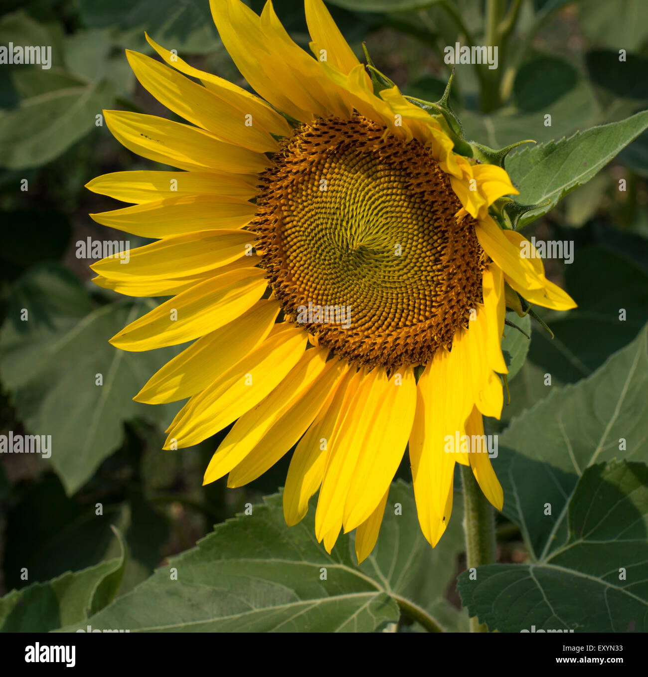 the beautiful flower of sunflower looking aside Stock Photo - Alamy