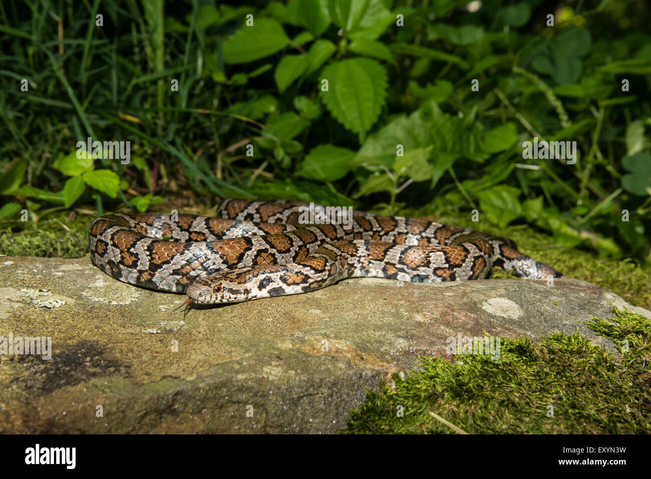 Eastern Milk Snake Stock Photo - Alamy
